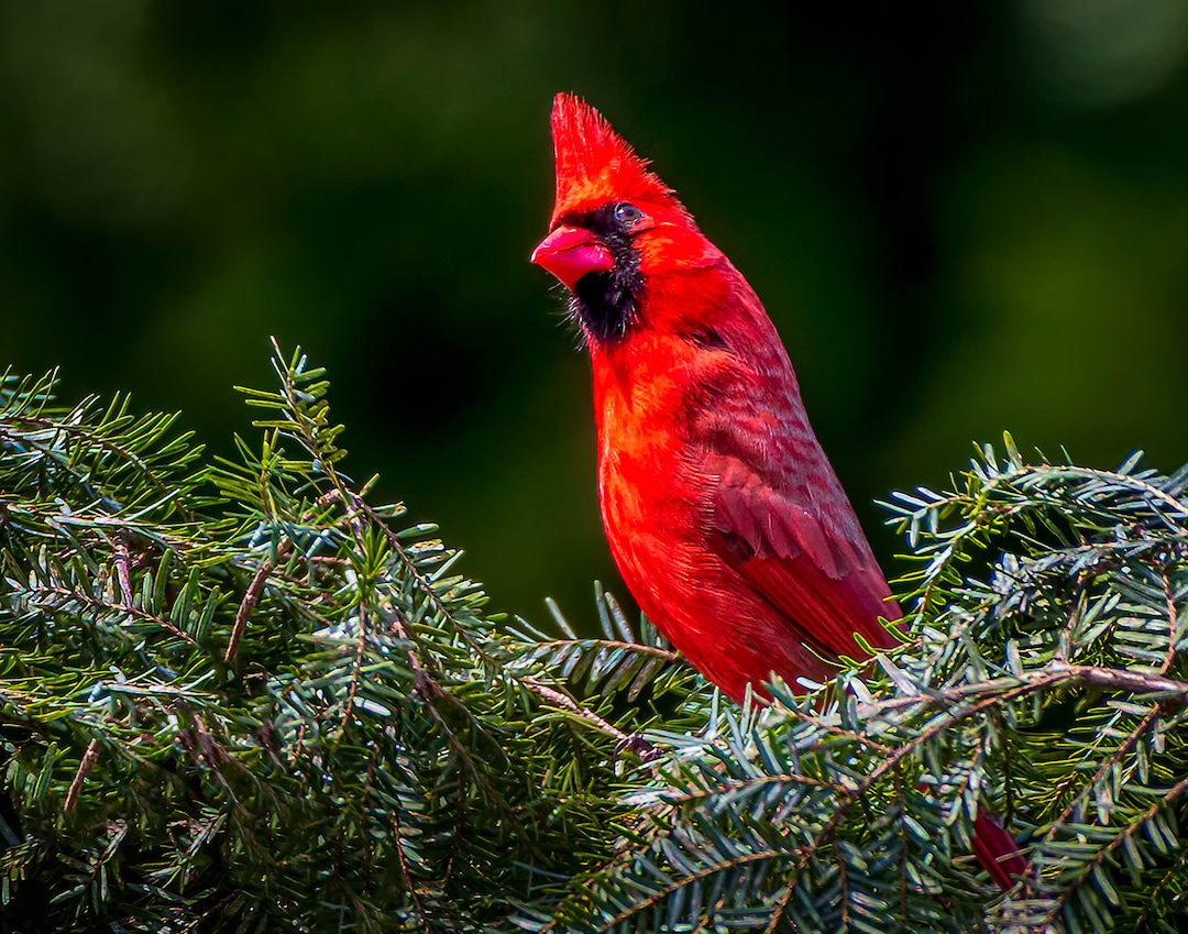 Red Cardinal Sitting in a Pine Tree - Etsy