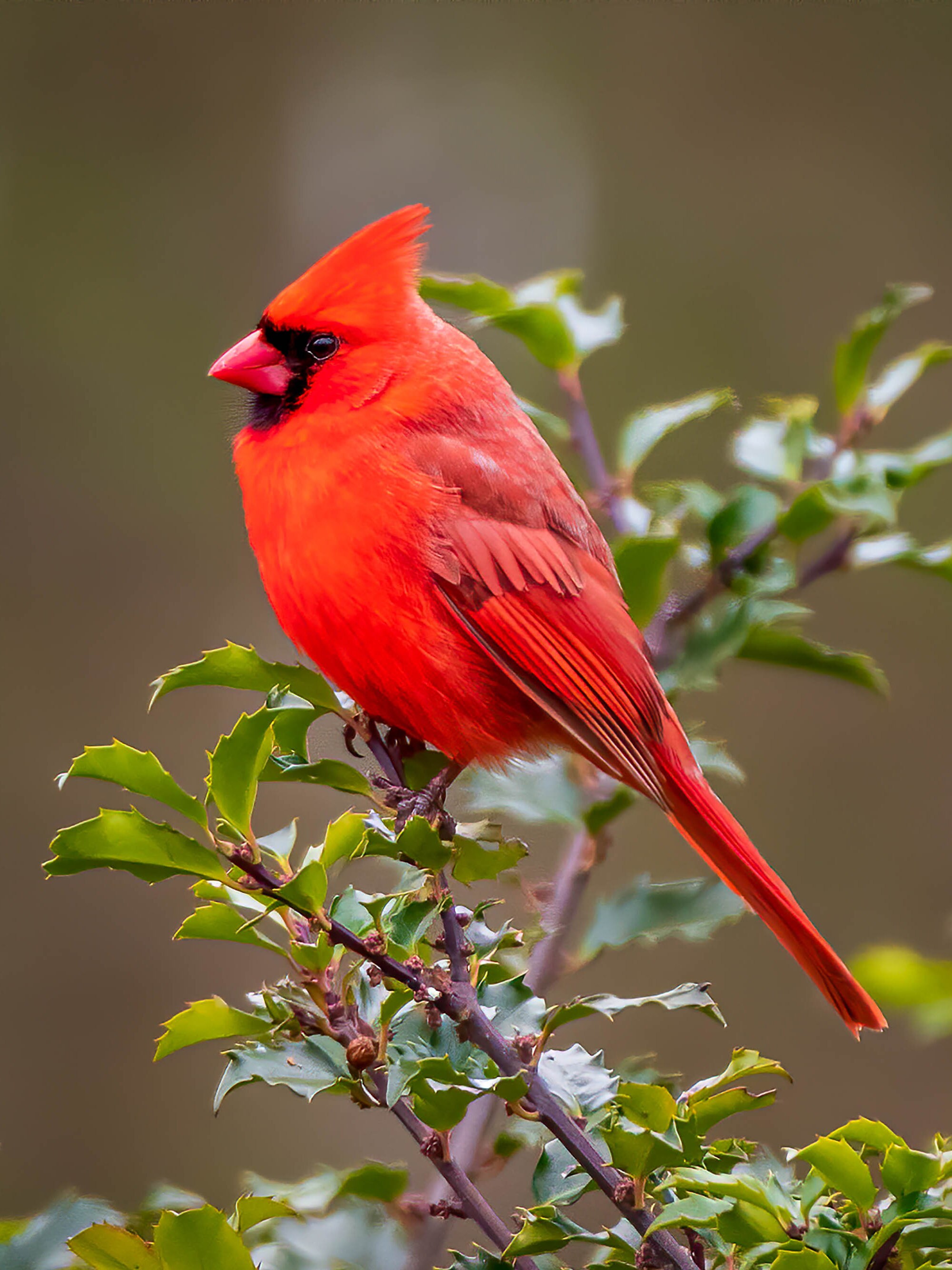 Red Cardinal Sitting in a Berry Bush - Etsy