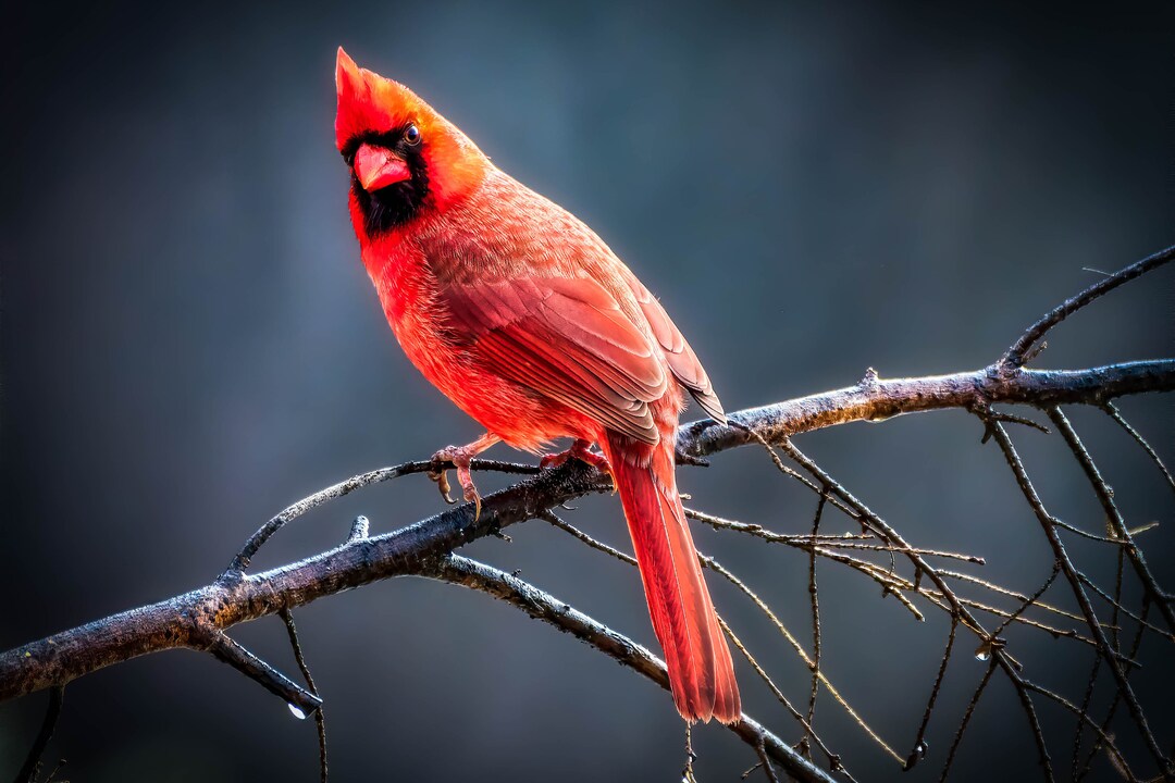 Red Cardinal on a Cold Winter December Day - Etsy
