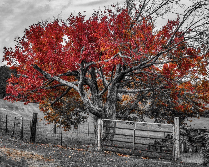 Digital Download of a Fall Scene Called the Autumn Burning Tree. This ...