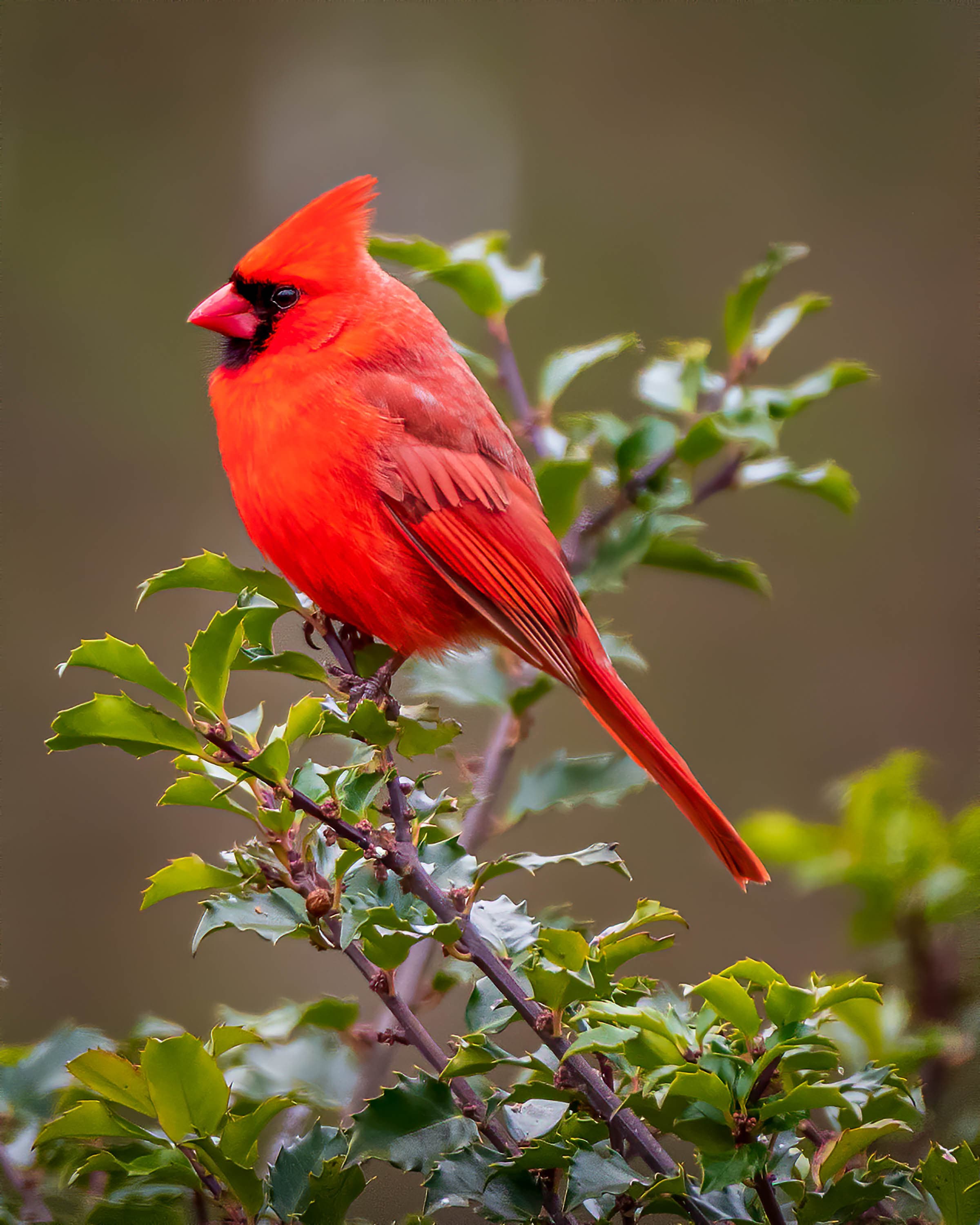 Red Cardinal Sitting in a Berry Bush - Etsy