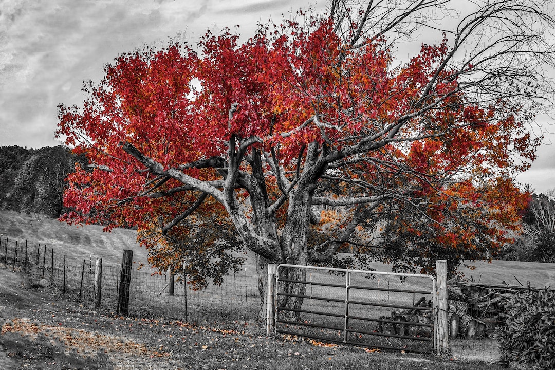 Digital Download of a Fall Scene Called the Autumn Burning Tree. This ...
