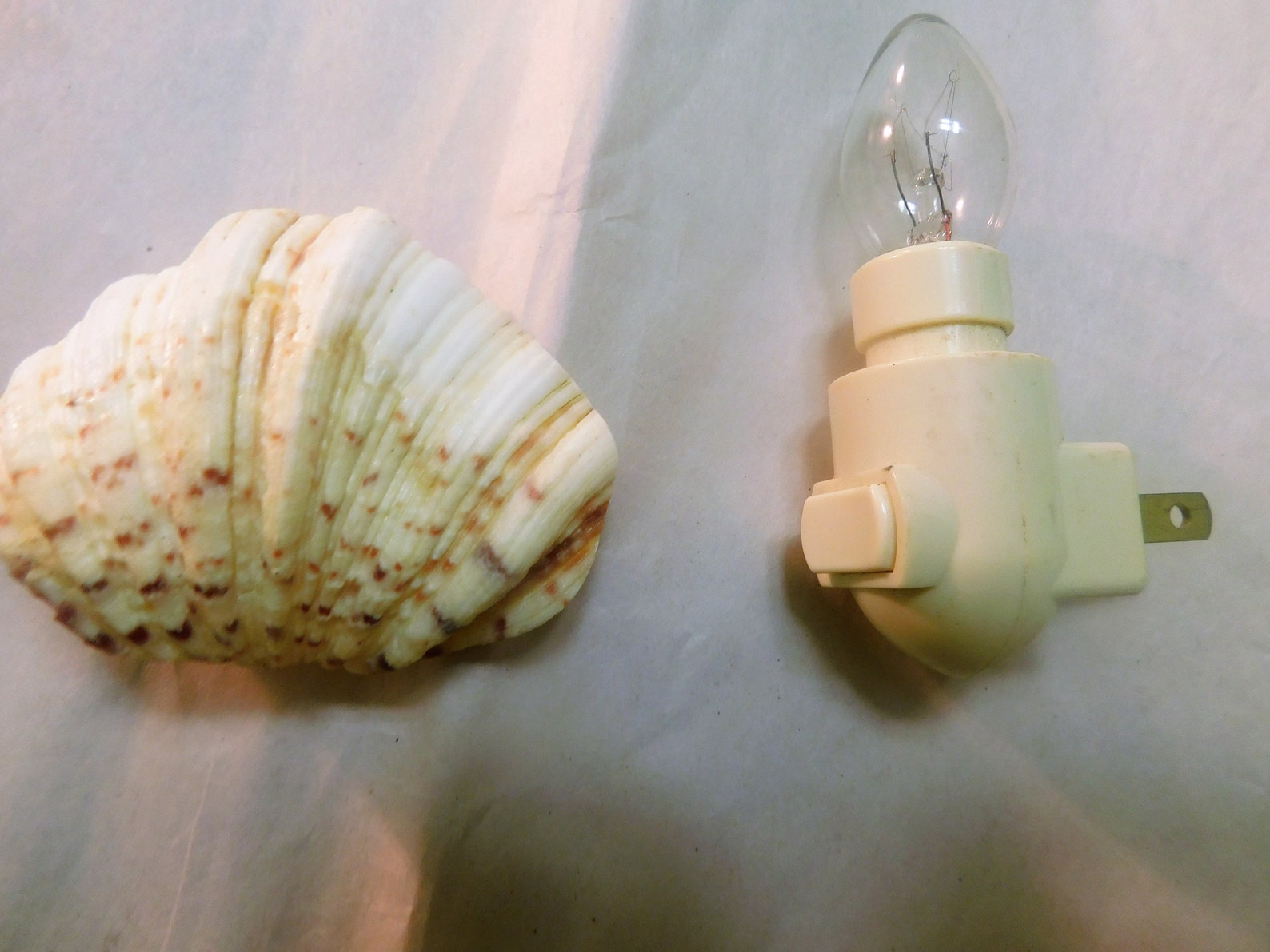 Clam Real Sea Shell Night Light with Bulb Nitelight | Etsy