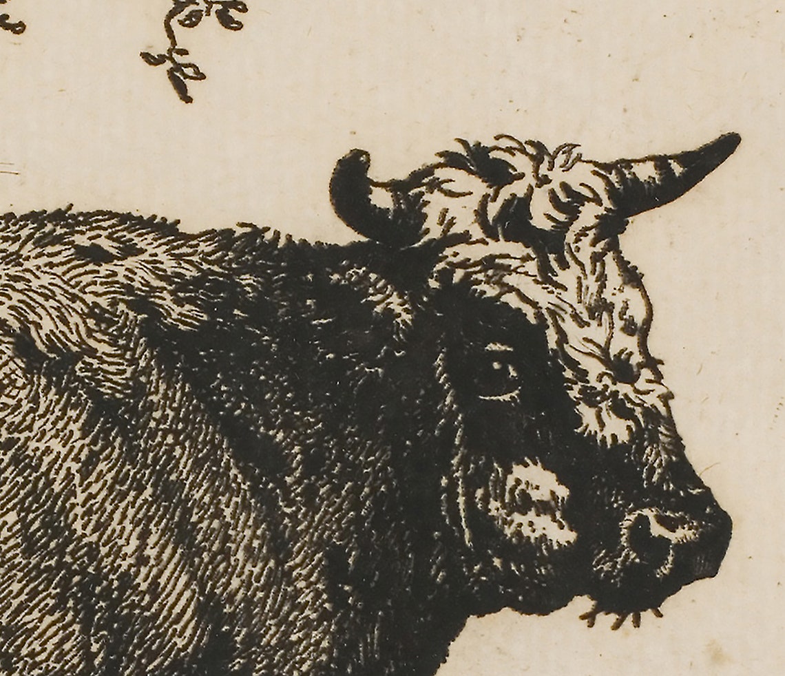 Bull Pencil Drawing Sketch, Vintage Wall Art, Bovine Sketch, Digital ...