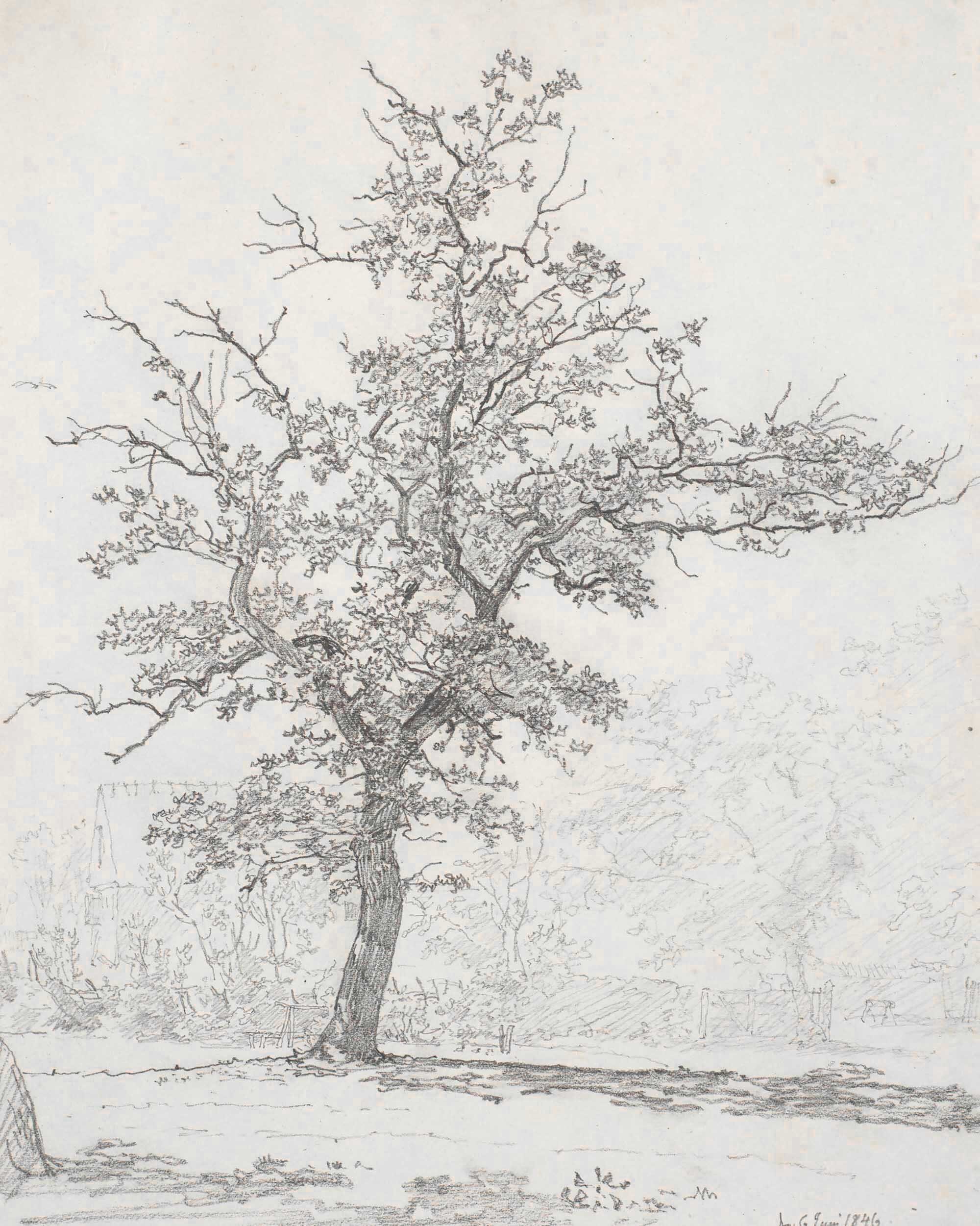 Antique Tree Sketch, Vintage Tree Drawing, Farmhouse Tree Painting ...