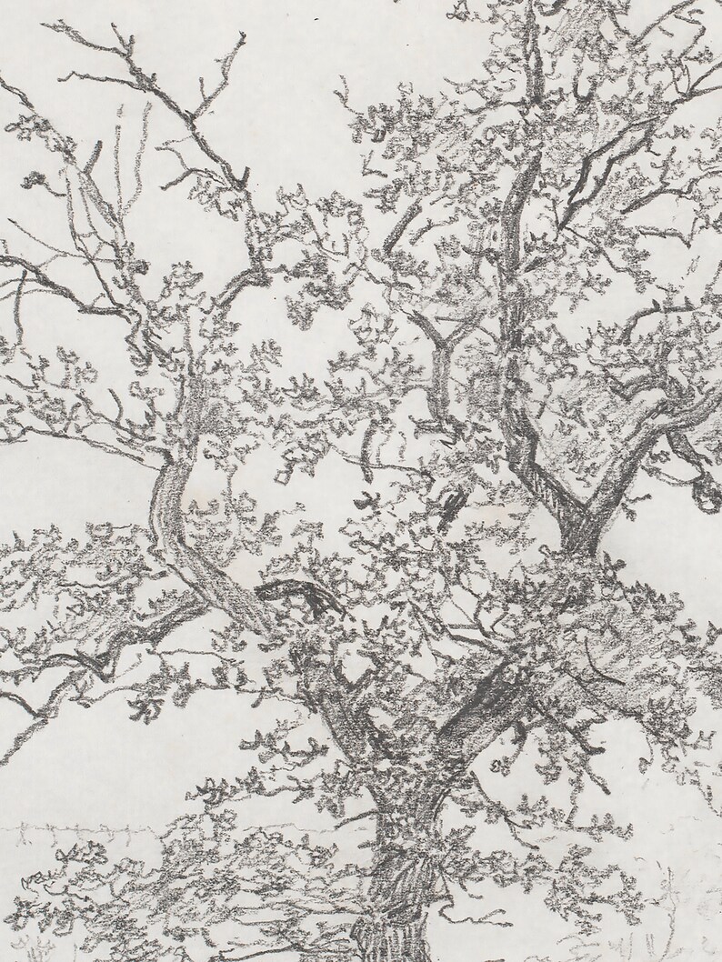 Antique Tree Sketch, Vintage Tree Drawing, Farmhouse Tree Painting ...