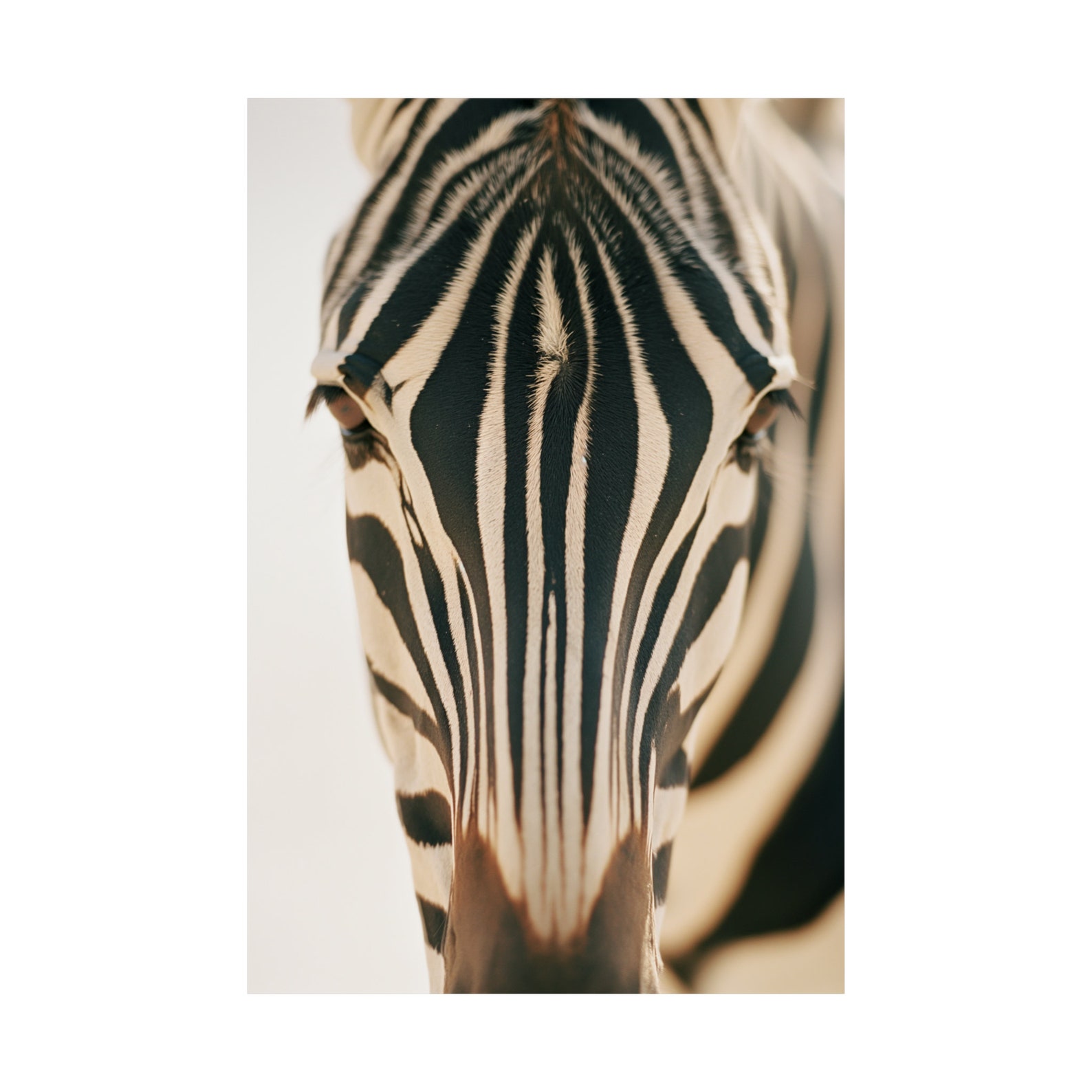 Minimal Zebra Wall Art, Black and White Art, Sophisticated Animal ...