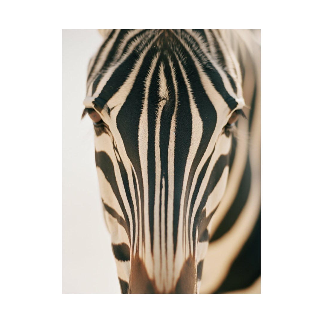 Minimal Zebra Wall Art, Black and White Art, Sophisticated Animal ...