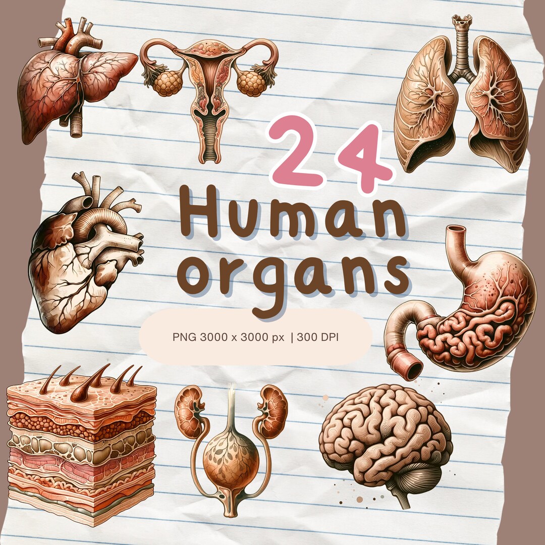 Anatomy Human Organs PNG | Clipart for Medical , Science, and Biology ...