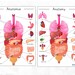 PDF Human Anatomy and Organs, Anatomy, Organs, Busy Book - Etsy