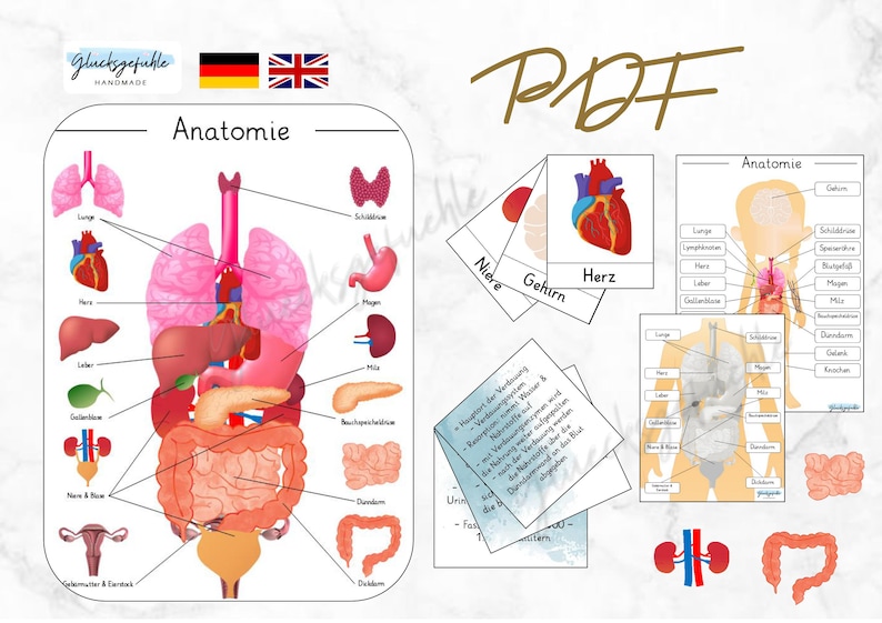PDF Human Anatomy and Organs, Anatomy, Organs, Busy Book - Etsy