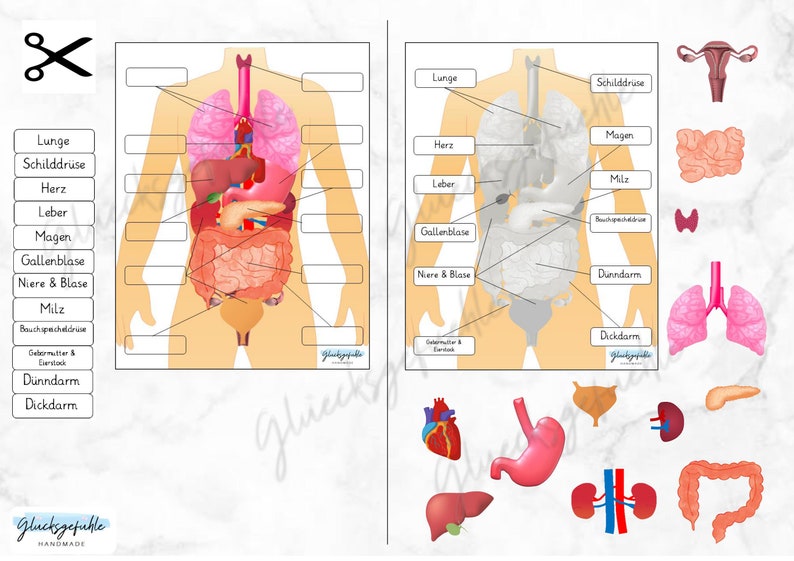 PDF Human Anatomy and Organs, Anatomy, Organs, Busy Book - Etsy