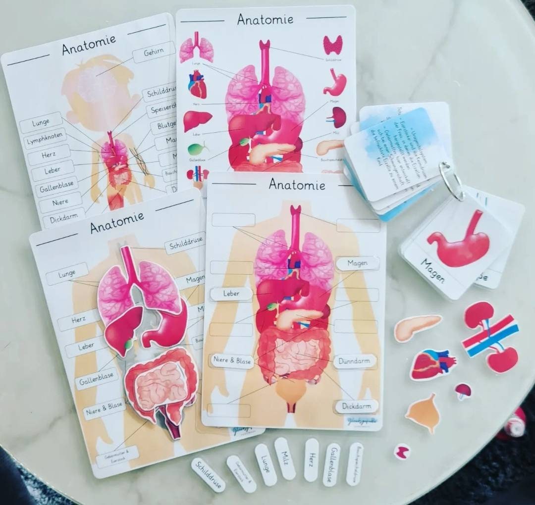 Human Anatomy, Human Body, Montessori, Organs - Etsy