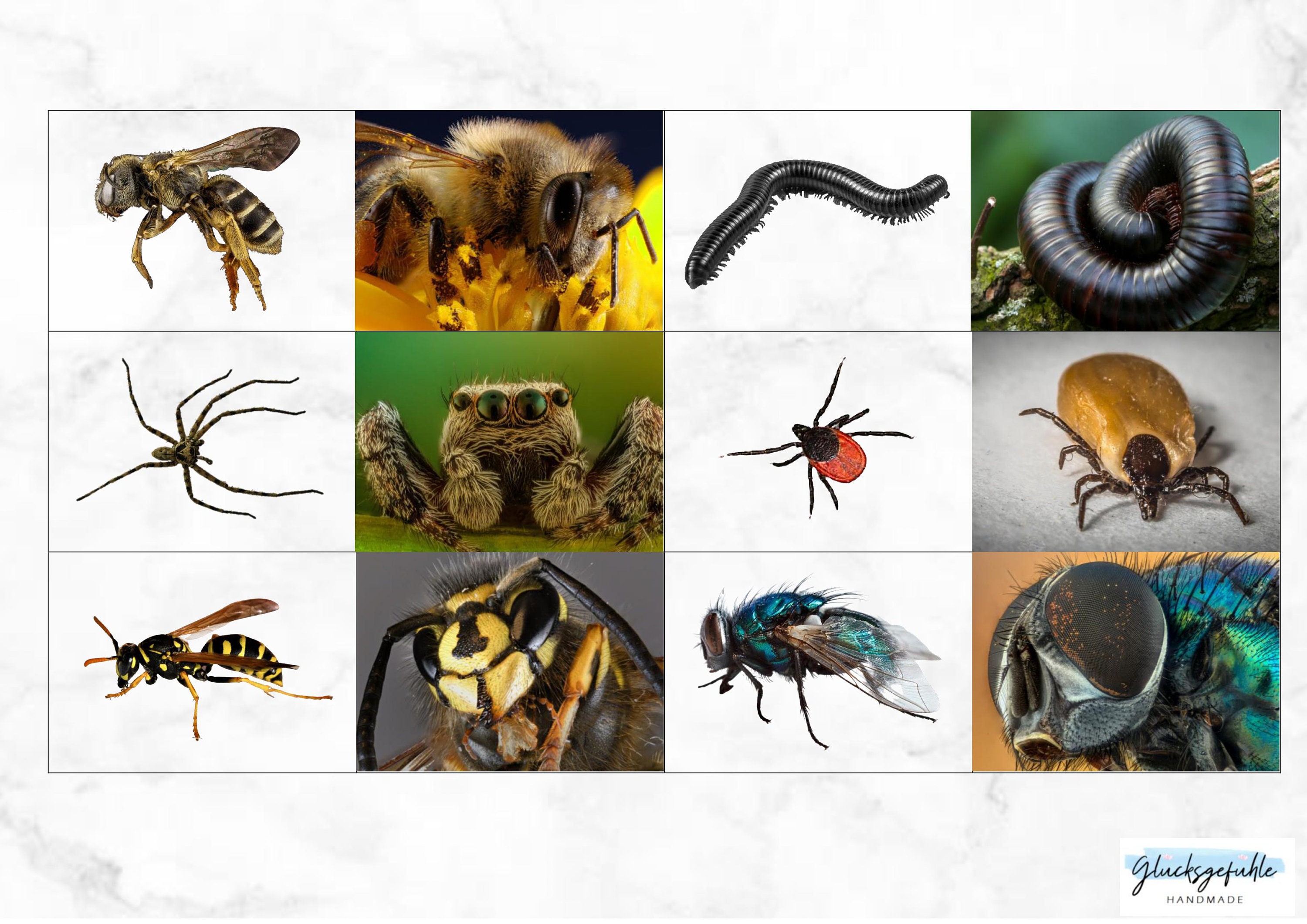 PDF Insects and Small Animals, PDF Insects & Small Animals, Montessori ...