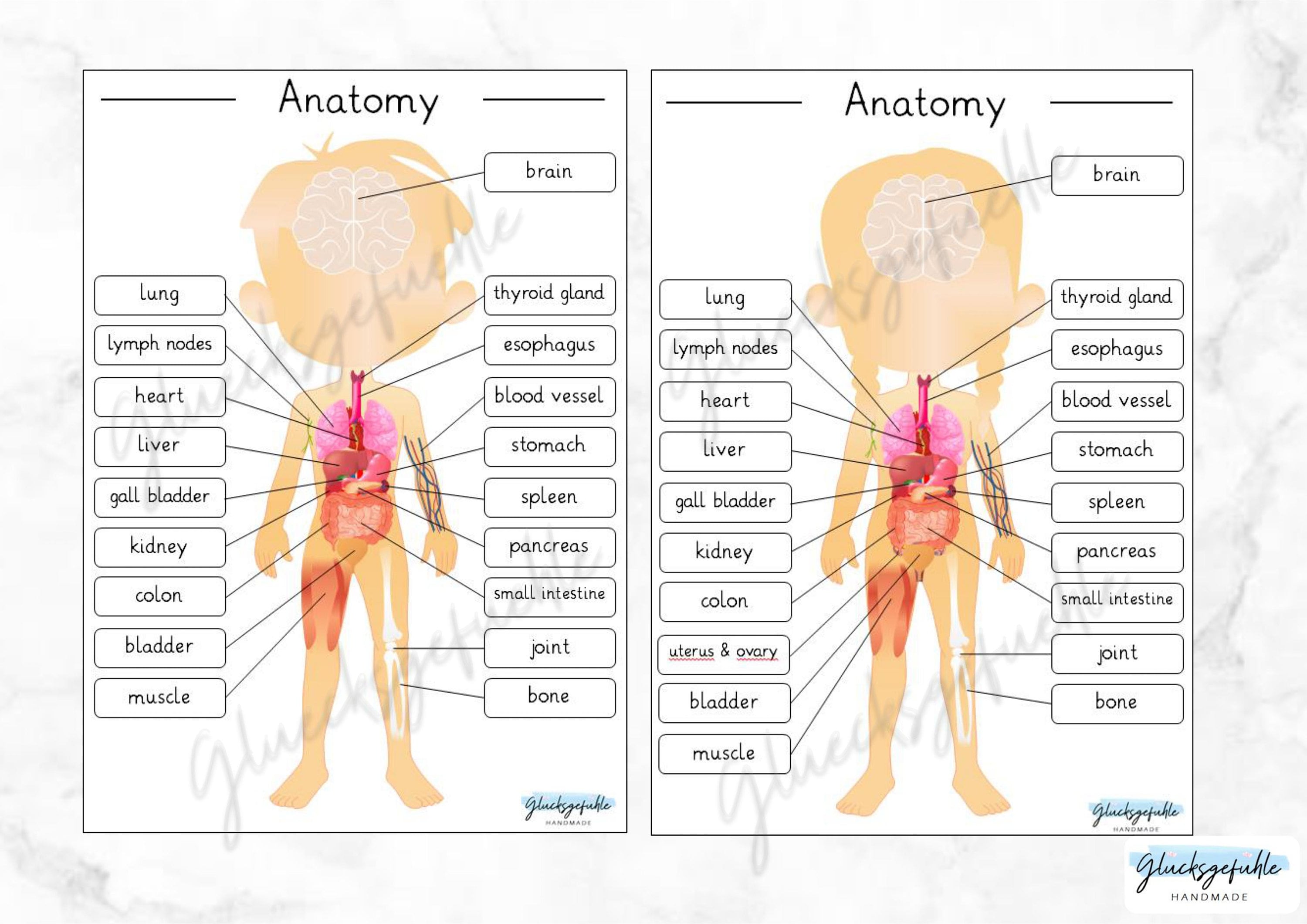 PDF Human Anatomy and Organs, Anatomy, Organs, Busy Book - Etsy