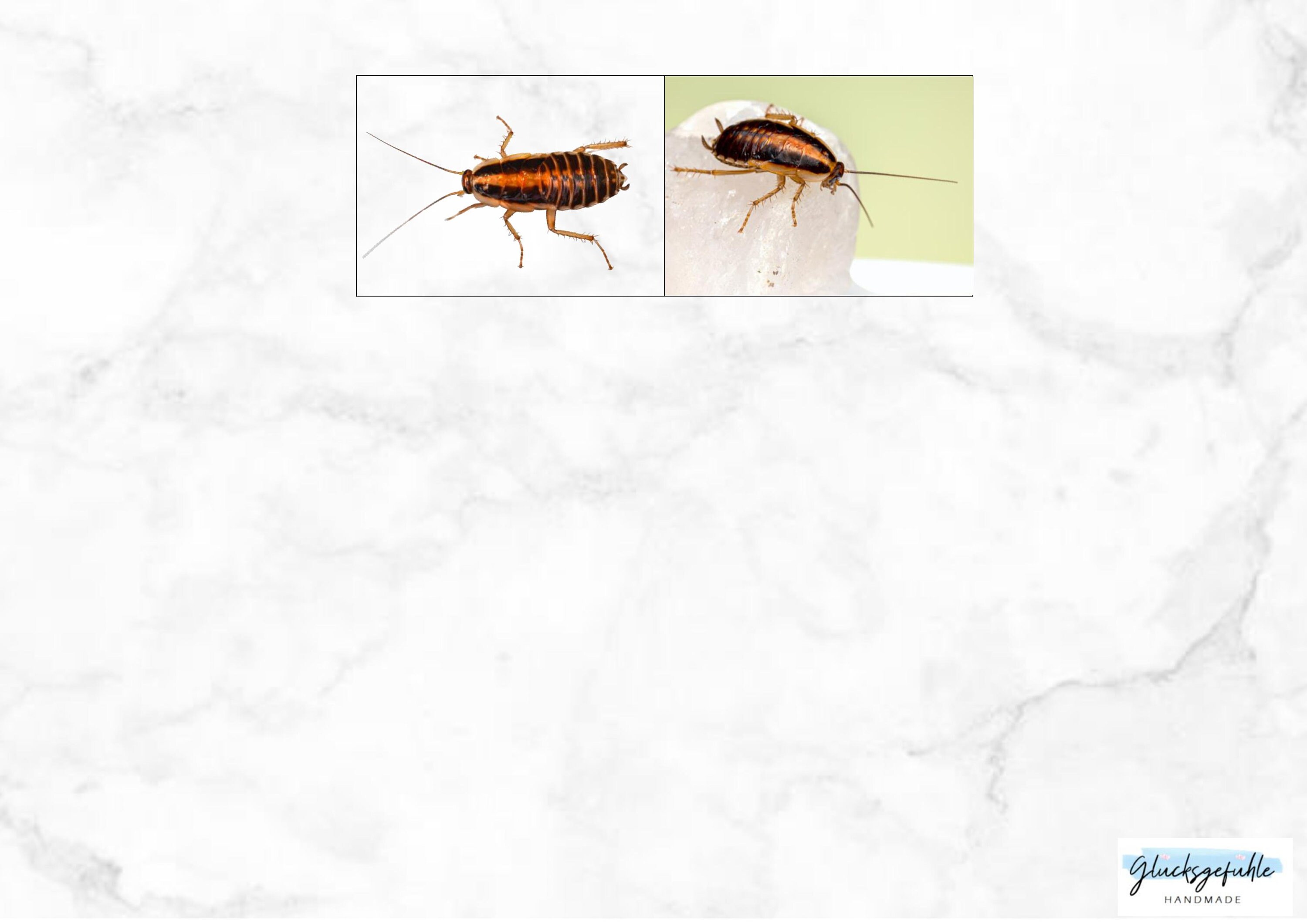 PDF Insects and Small Animals, PDF Insects & Small Animals, Montessori ...