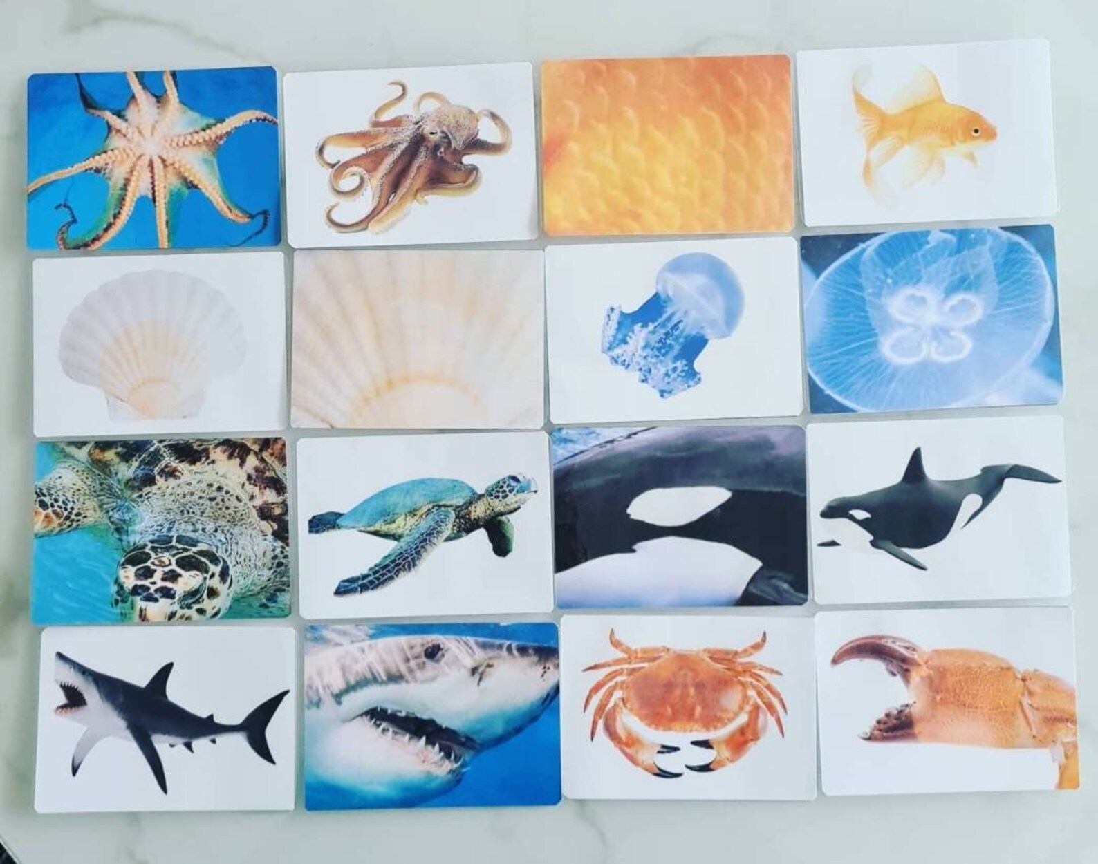 Wasser Tiere Memory Bildkarten Lernspiel personalisiertes | Etsy