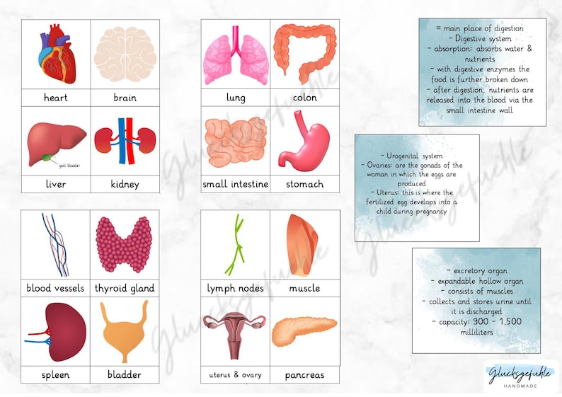 PDF Human Anatomy and Organs, Anatomy, Organs, Busy Book - Etsy