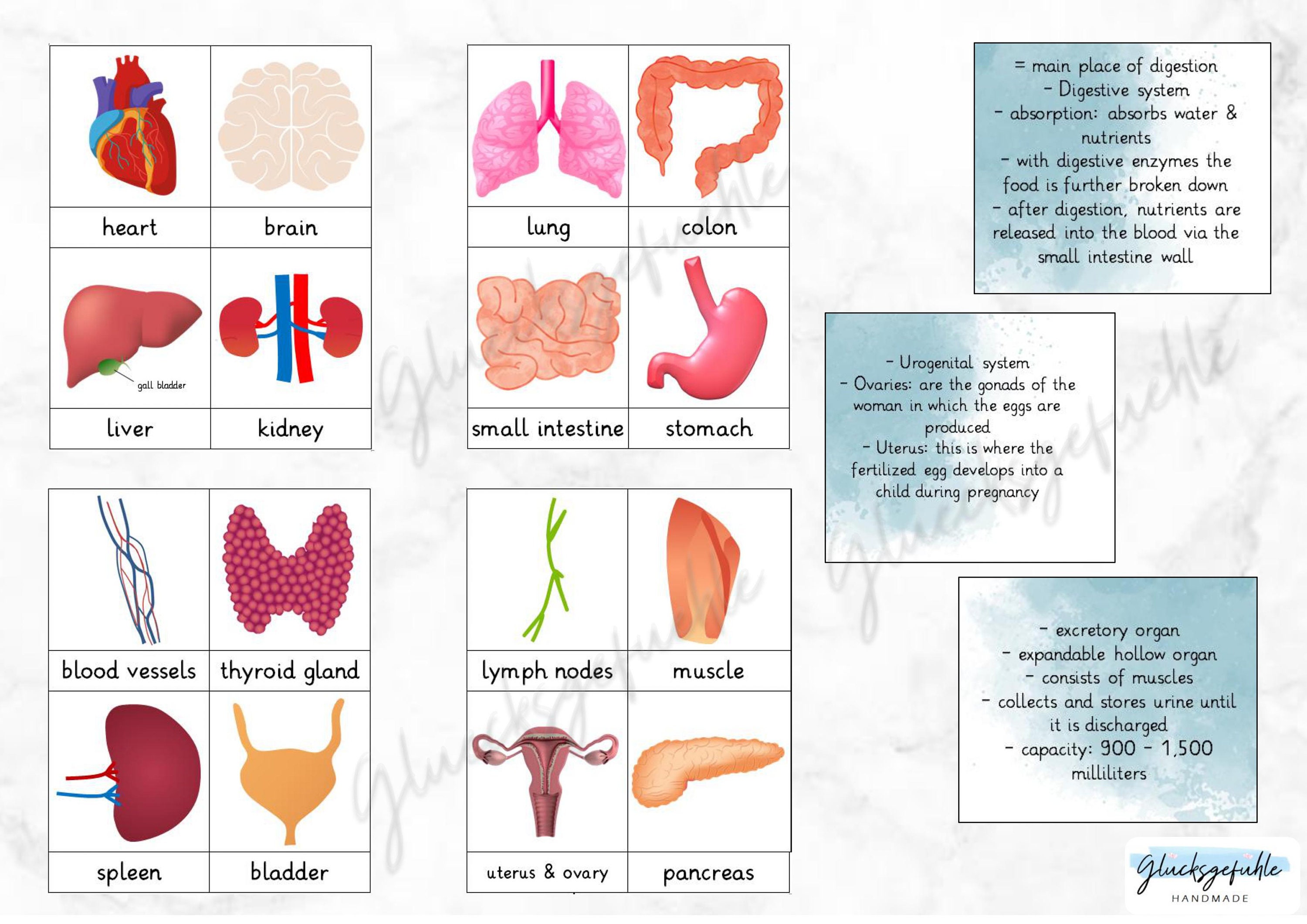 PDF Human Anatomy and Organs, Anatomy, Organs, Busy Book - Etsy