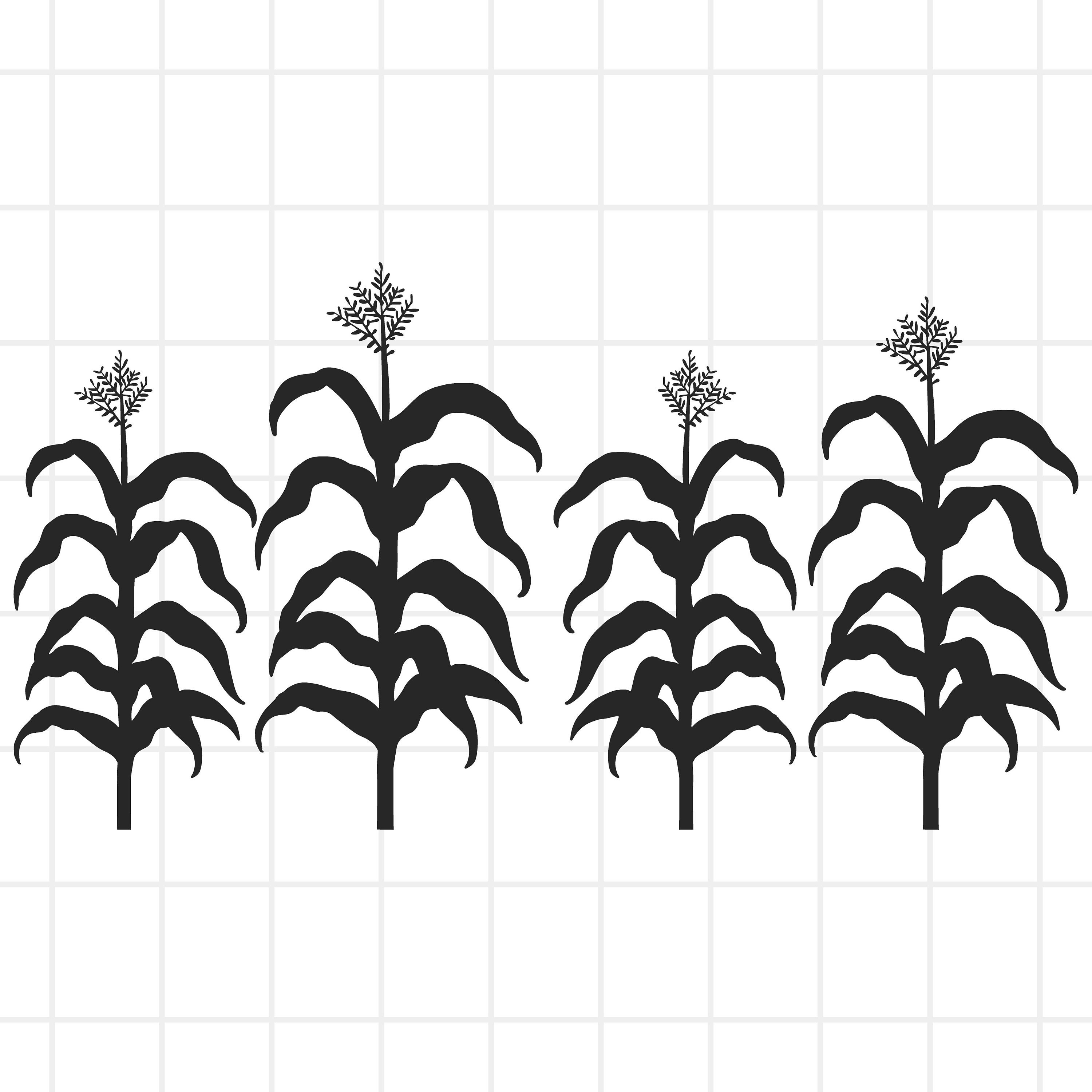 Tallo de maíz SVG. Tallo de maíz png. Imágenes prediseñadas de tallo de ...