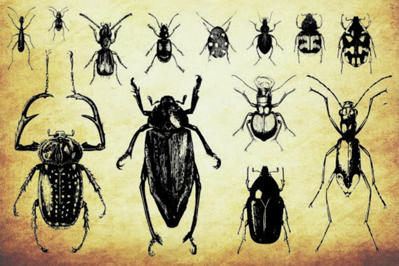 Vintage Insect Vector Graphics Bundle Vintage Bugs and - Etsy