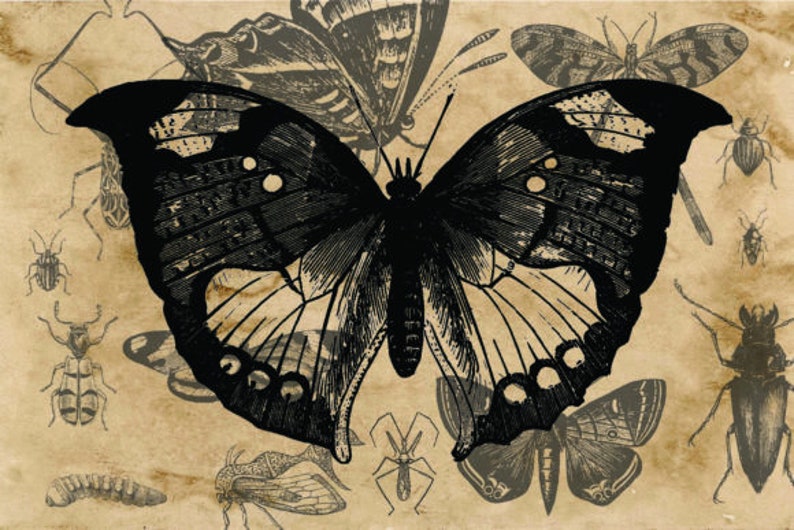 Vintage Insect Vector Graphics Bundle Vintage Bugs and - Etsy