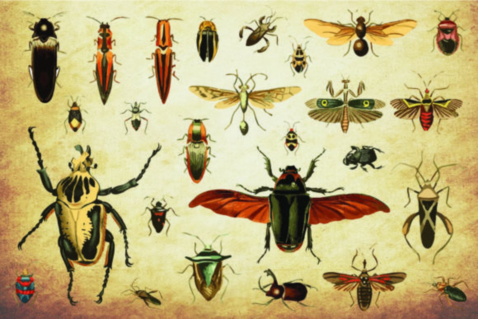 Vintage Insect Vector Graphics Bundle Vintage Bugs and - Etsy