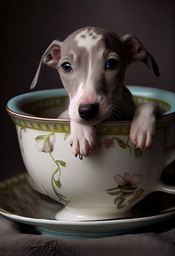 Teacup Greyhound