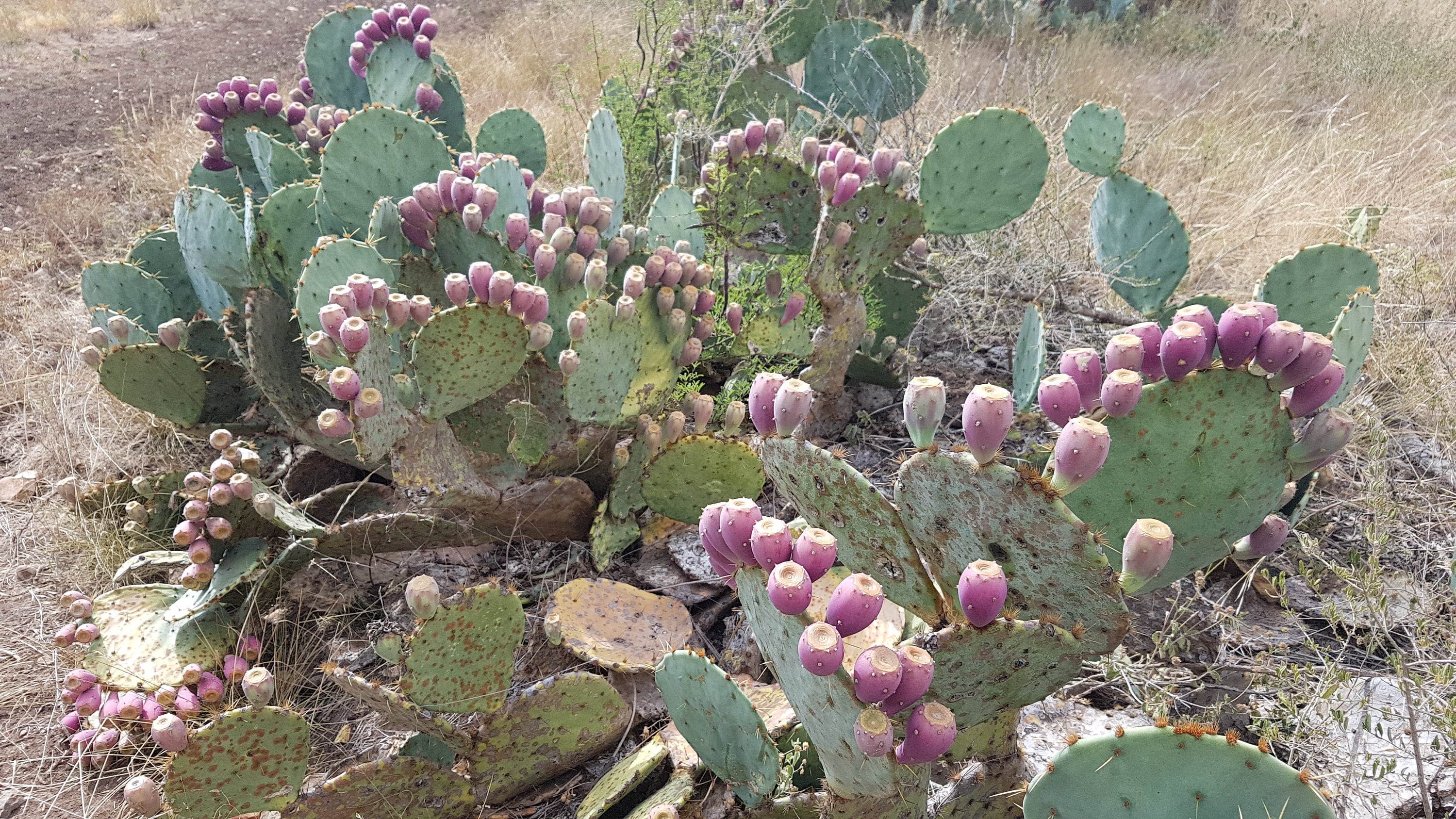 Dark Red Prickly Pear Cactus Fruit Jelly - Etsy