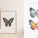 Boho Butterflies Clipart, Spring Butterfly Elements, Digital ...