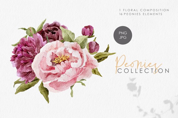 Watercolor Peonies Clipart Spring Flower Elements Wedding - Etsy