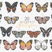 Boho Butterflies Clipart, Spring Butterfly Elements, Digital ...