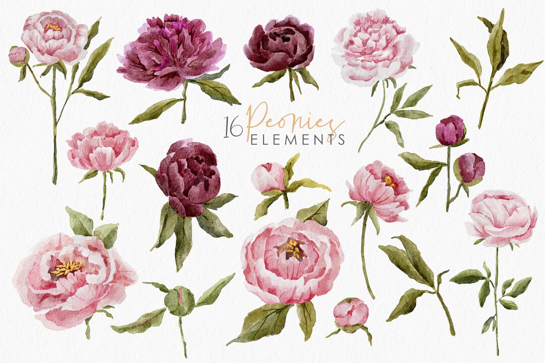 Watercolor Peonies Clipart, Spring Flower Elements, Wedding Floral Set ...