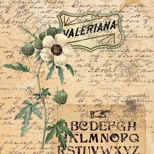 Vintage Herbal Ephemera Papers, Herbarium Junk Journal Papers, Digital ...