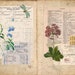 Flower Journal Pagesdigital Download Vintage Flowers - Etsy