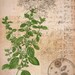 Vintage Herbal Ephemera Papers, Herbarium Junk Journal Papers, Digital ...