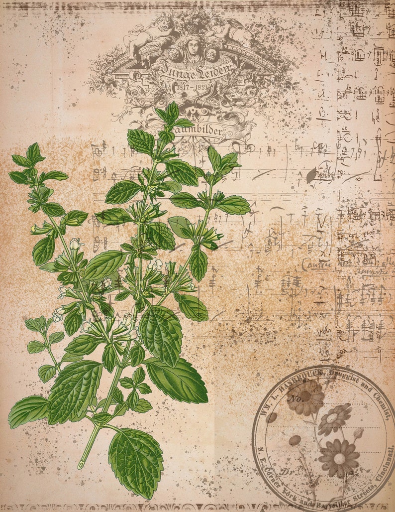 Vintage Herbal Ephemera Papers, Herbarium Junk Journal Papers, Digital ...