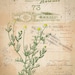 Vintage Herbal Ephemera Papers, Herbarium Junk Journal Papers, Digital ...
