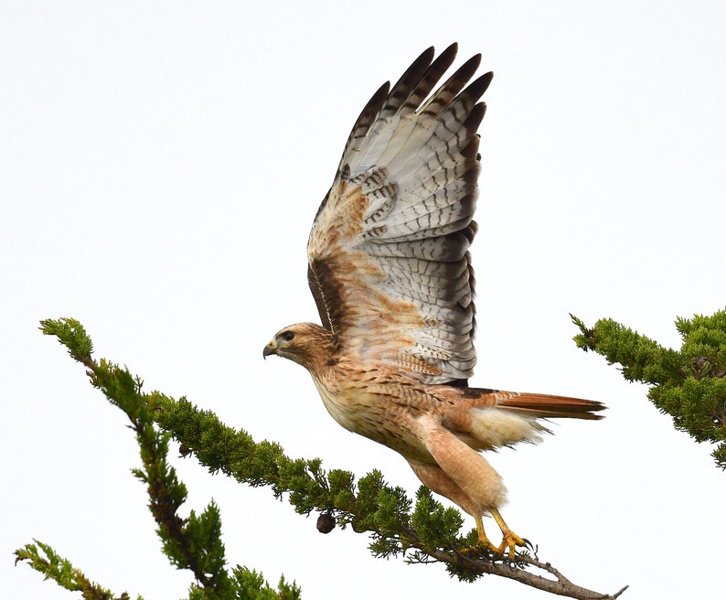 2023 Calendar Raptors Of San Francisco Bay Area 2023 Etsy Canada 2023-calendar-raptors-of-san-francisco-bay-area-2023-etsy-canada