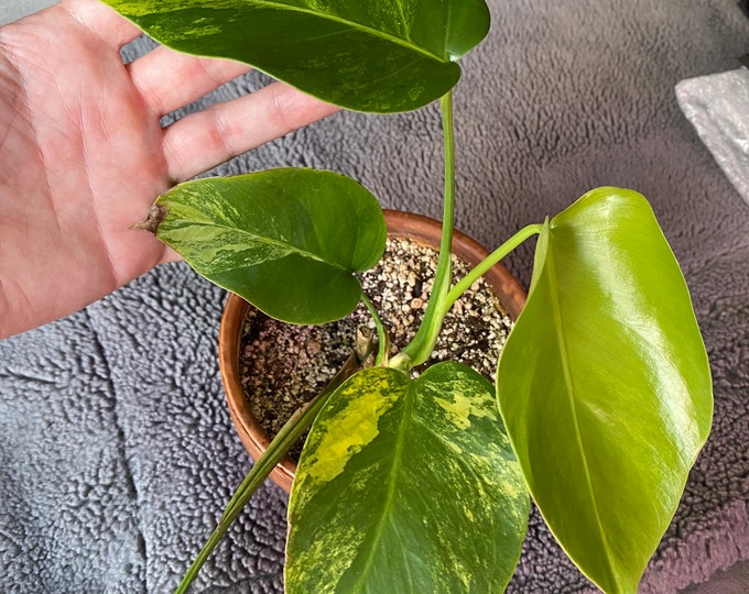 US SELLER Monstera AUREA Variegated Lemon Lime Green . - Etsy