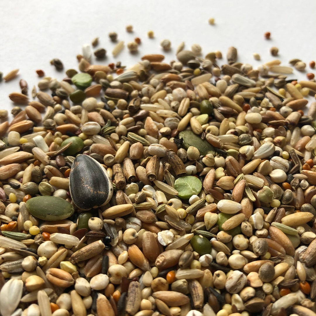Robin's Seed Blends for Hamsters and Gerbils | Seed Mix Base | 250g - Etsy