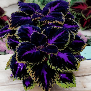 30 Black Blue Coleus Flowers Seeds - Etsy