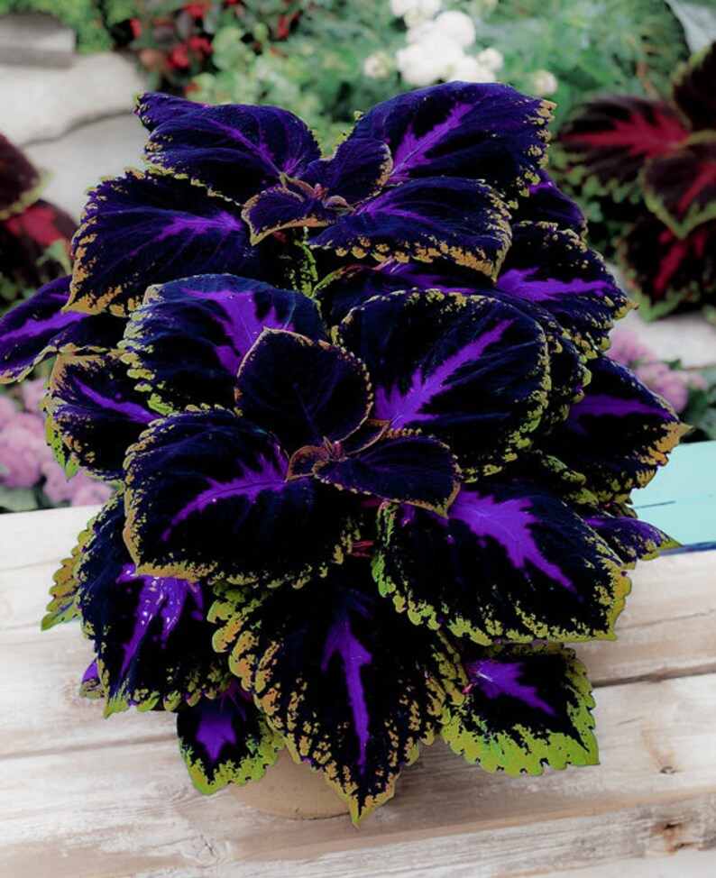 30 Black Blue Coleus Flowers Seeds - Etsy