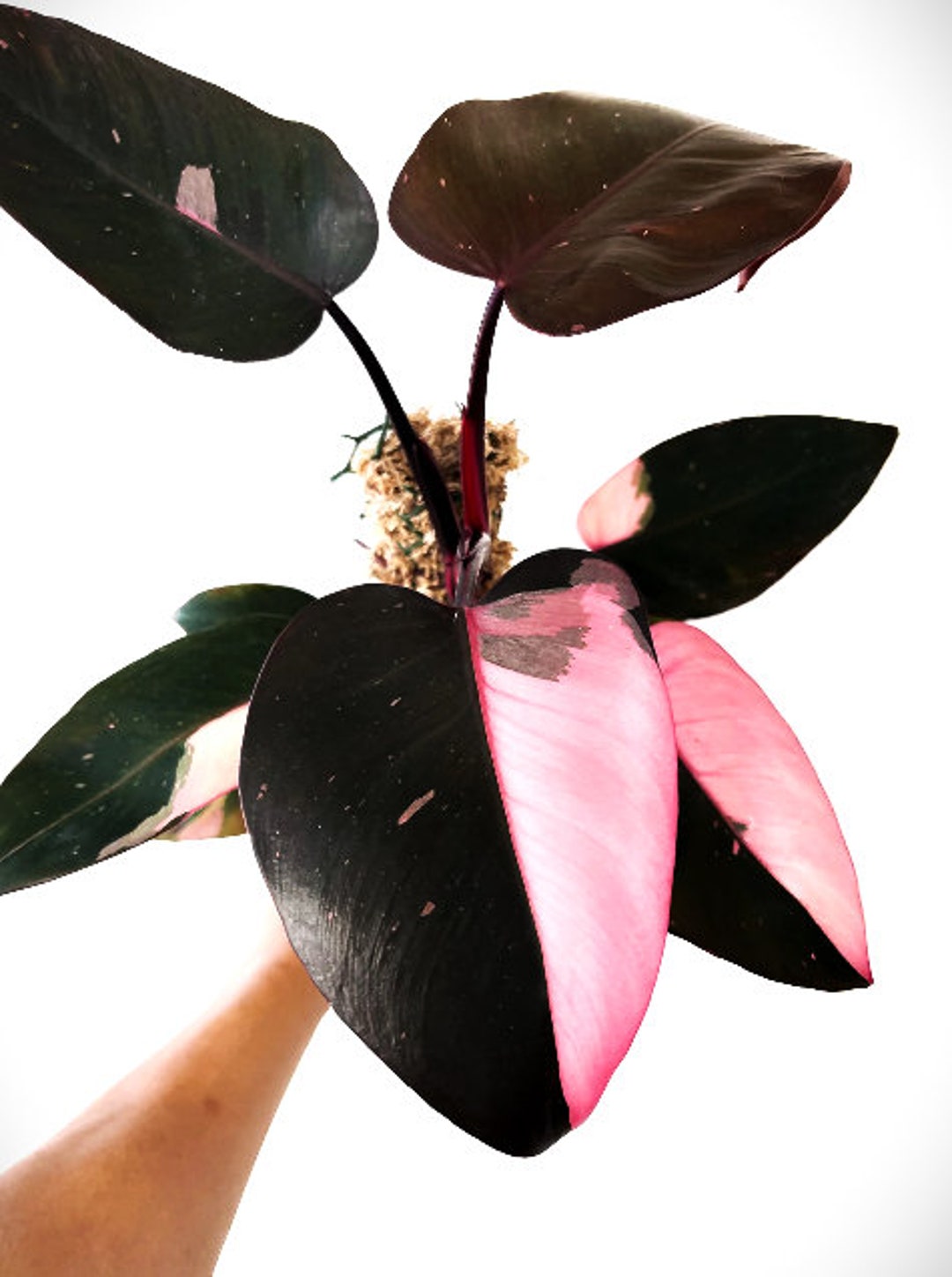Philodendron Black Cherry Pink Princess Rare Plants Node - Etsy