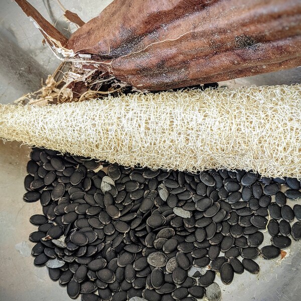 Luffa Seeds - Etsy