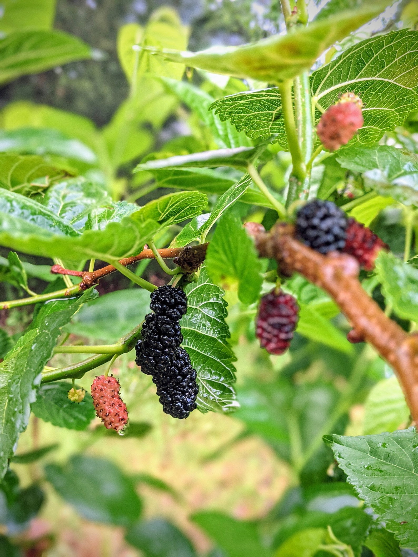 Mulberry (black Hybrid) - 8 Cuttings - Etsy