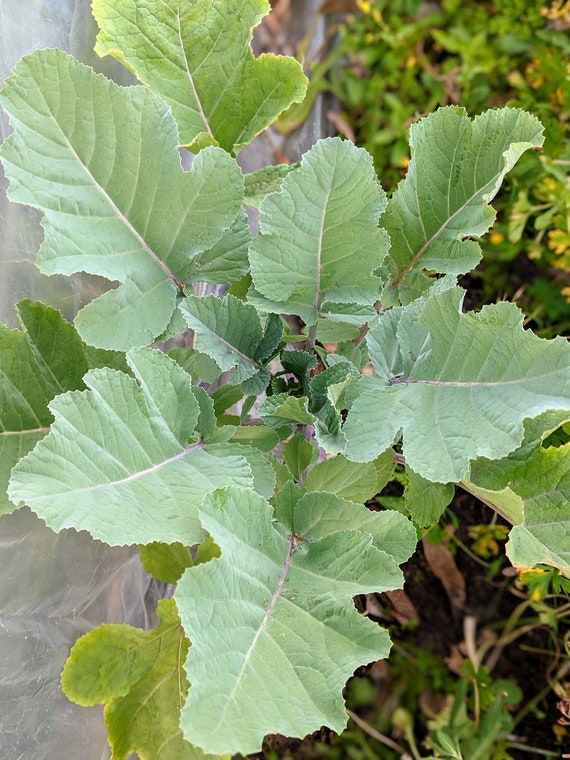 Brassica Carinata