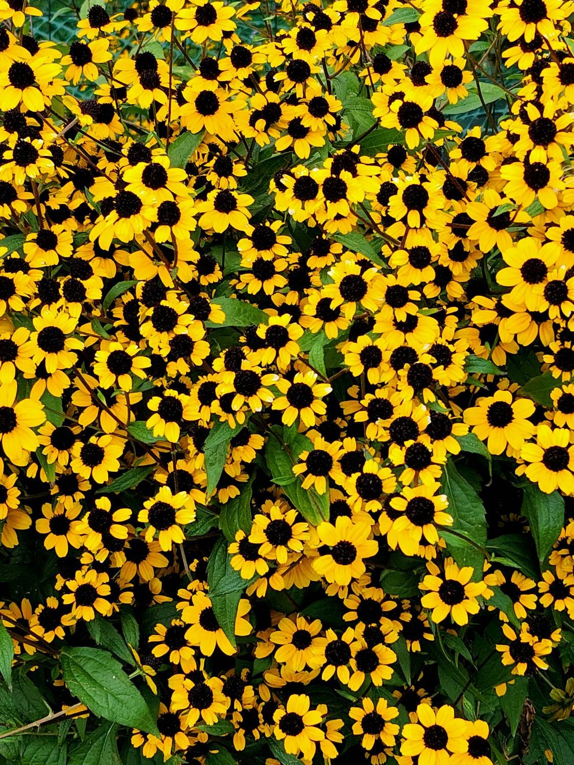 Nature Photography Wall Art Four 108 Mp Digital Prints - Etsy