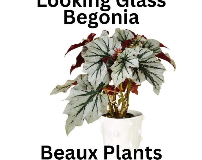 Cane Begonia "looking Glass" Aka Looking Glass Angel Wing Begonia - Etsy