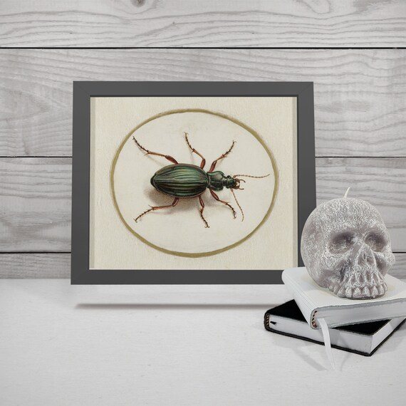 Digital Download Vintage Beetle Insect Bug Ephemera Victorian | Etsy